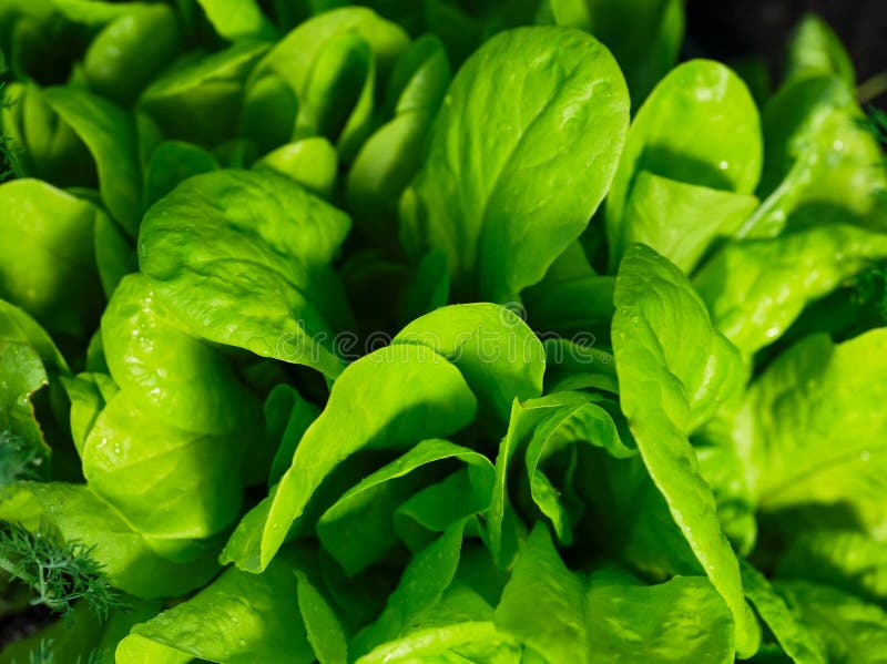 Garden Lettuce Plants. Close-up Stock Image - Image of lettuce ...