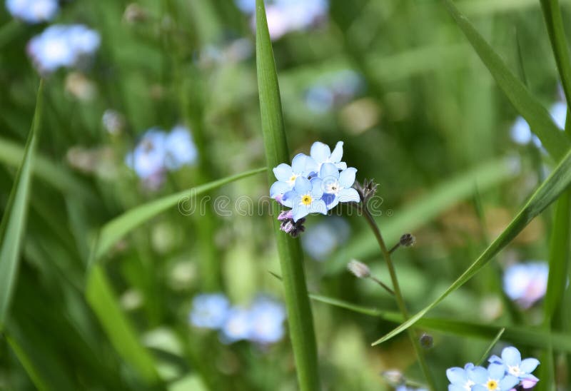 Garden with Light Blue Flowering Forget Me Nots Stock Image - Image of ...