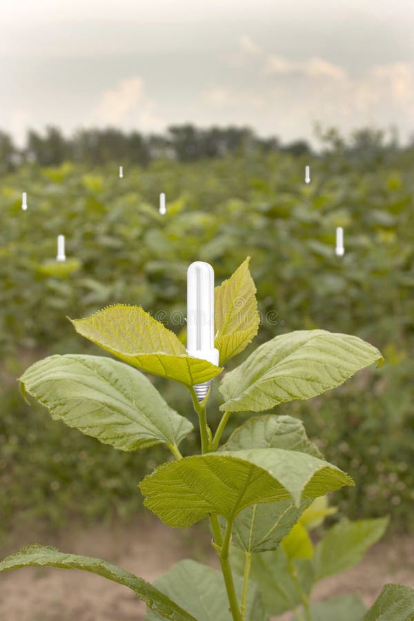 Garden Lighting Energy Conservation. Stock Photo - Image of improvement ...