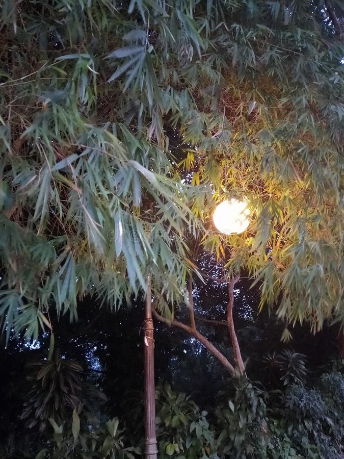 Garden Lights at Night with Bamboo Leaves Stock Image - Image of ...