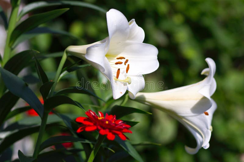 Garden lilia flowers stock image. Image of lilia, flower - 20457903