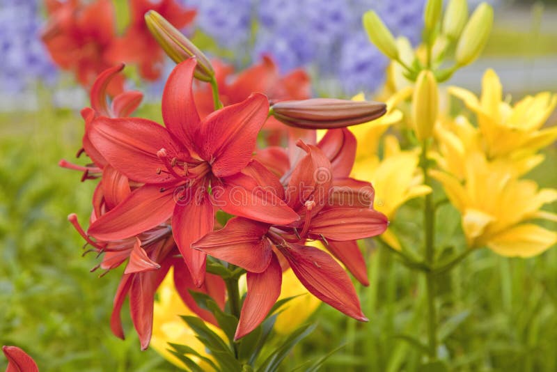 Garden Lilies stock image. Image of colorful, blossoms - 28593393