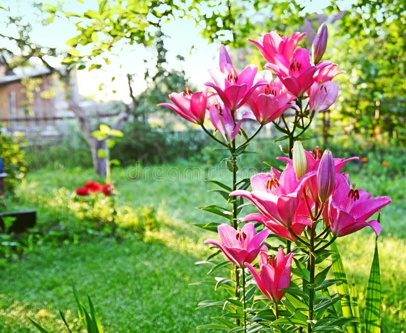 Garden Lilies of the Dutch Hybrids Stock Image - Image of flower, rays ...