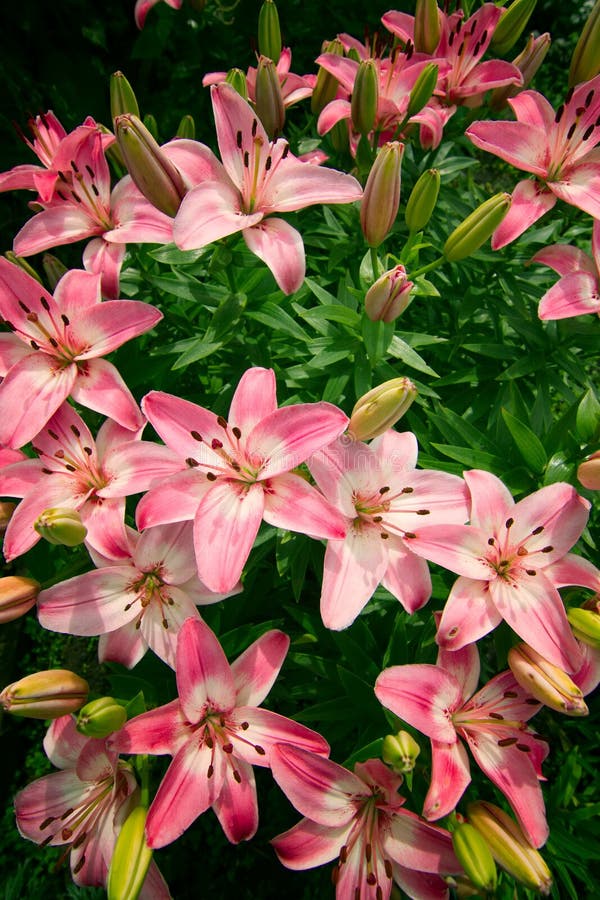 Garden lilies flowers stock photo. Image of nature, green - 61682372
