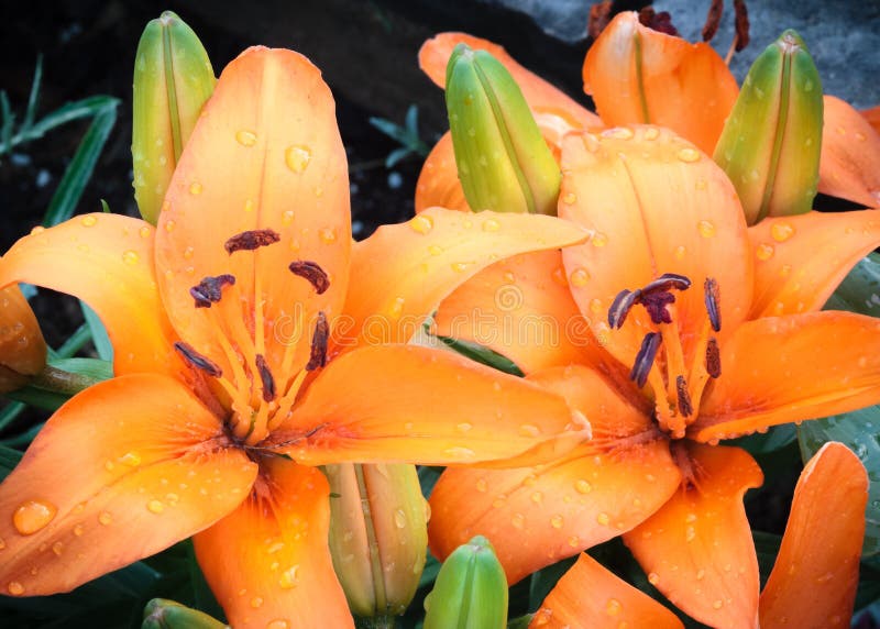 Garden Lily stock photo. Image of insects, flower, lilly - 29276644