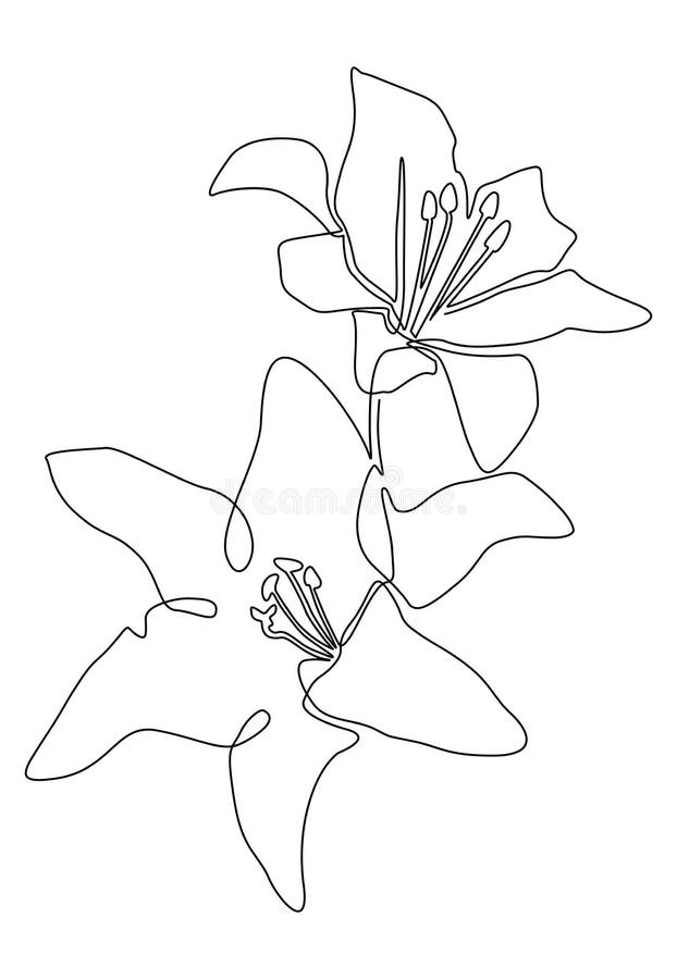 Garden Lily. Exotic and Aromatic Beauty. Continuous Line Drawing Stock ...