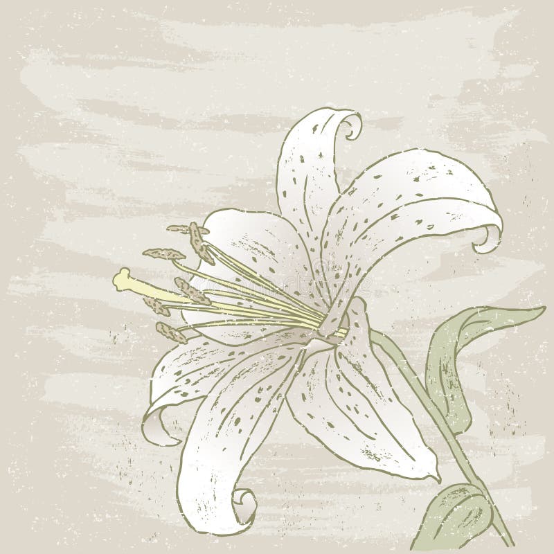 Garden lily stock vector. Illustration of flower, texture - 46181295