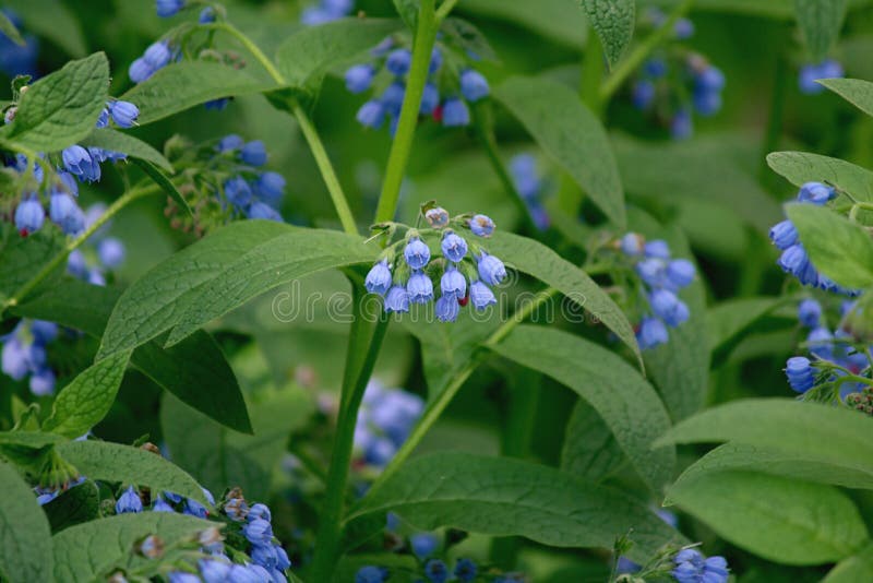 A Garden Little Blue Bells Flower and Green Leafs. Stock Image - Image ...