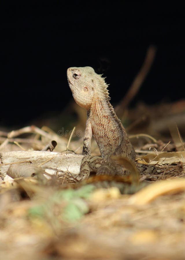 Garden Lizard Back Pose stock photo. Image of tree, colorful - 194288096
