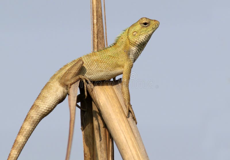 Garden lizard stock photo. Image of nature, green, reptile - 121459870