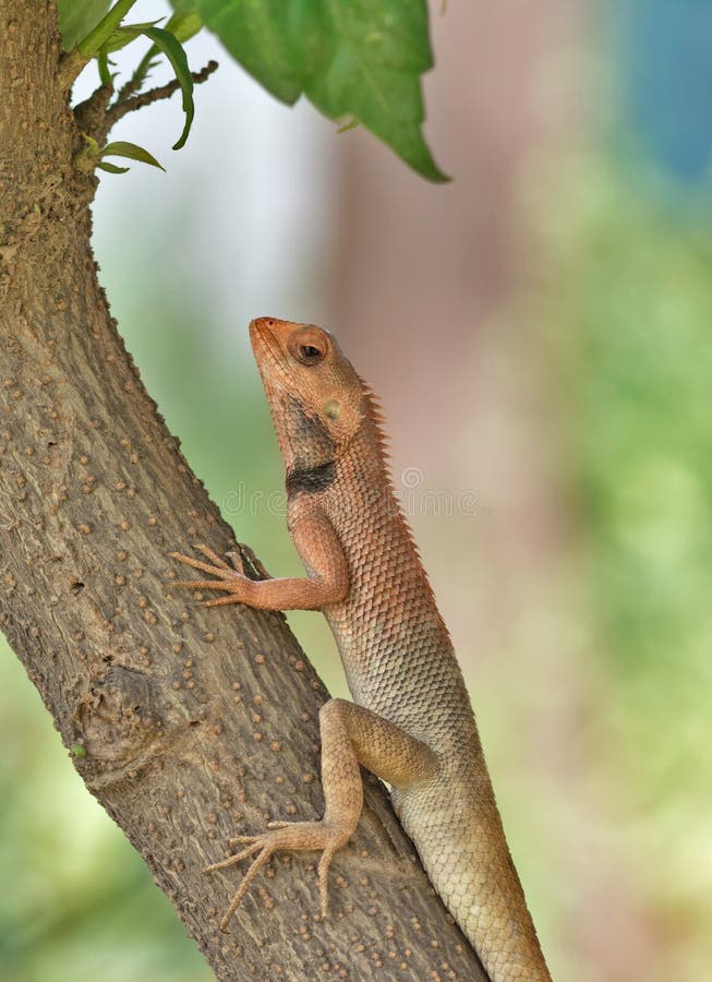 Garden lizard stock photo. Image of closeup, india, pose - 41921862
