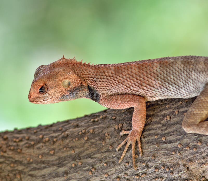 Common garden lizard stock image. Image of posing, shades - 106761603