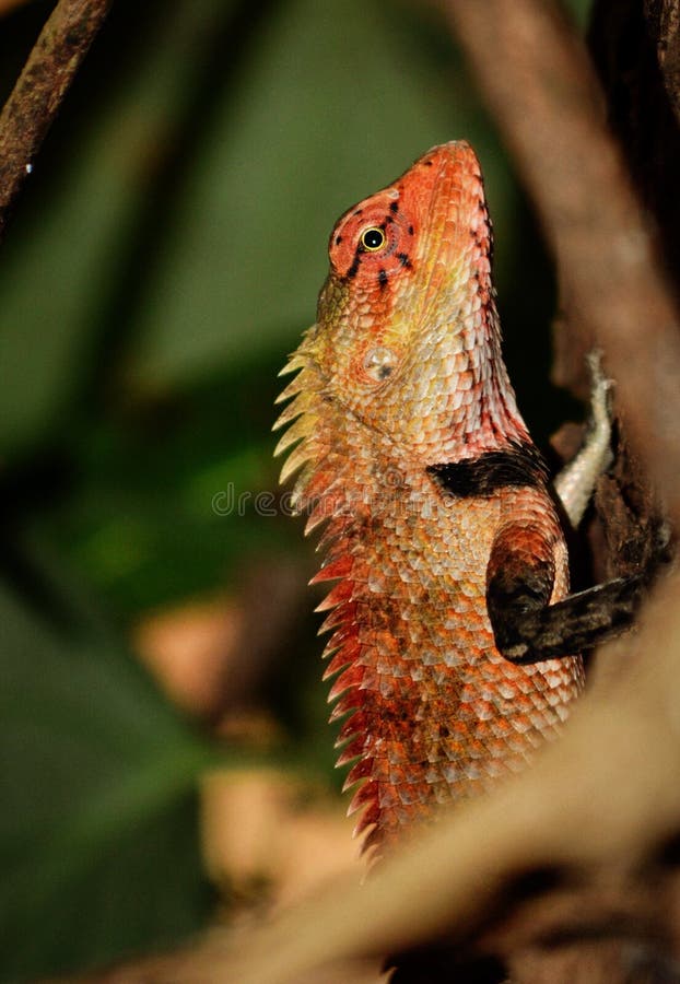 Garden Lizard stock photo. Image of garden, lizard, colorful - 38913102