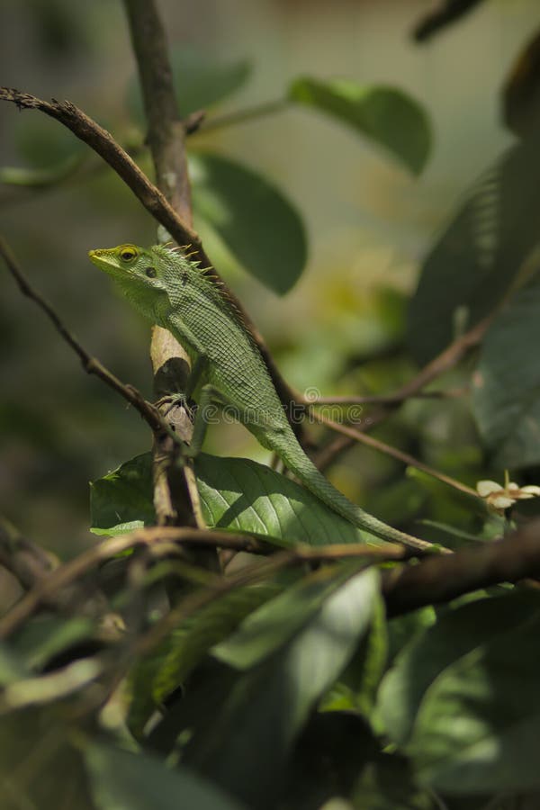 Garden Lizard or Maned Forest Lizard (Bronchocela Jubata) Sunbathing on ...