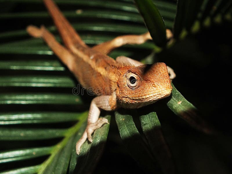 Garden lizard stock image. Image of green, leisured - 224725305