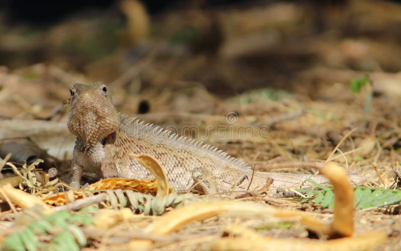 Garden Lizard Pose stock image. Image of reptile, animal - 194288085