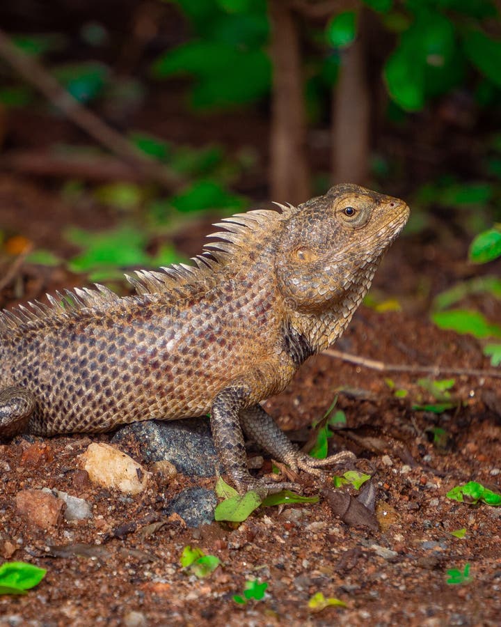 Garden Lizard posing stock image. Image of reptile, animal - 253745105
