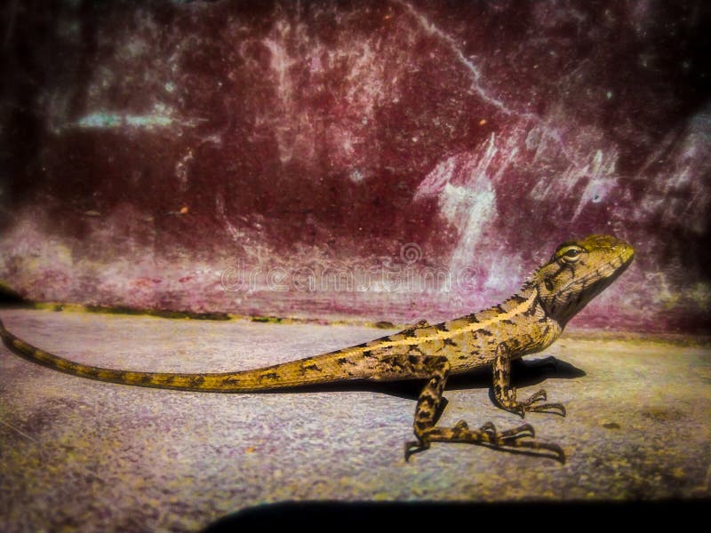 Garden Lizard Posing for Photoshoot Stock Image - Image of photoshoot ...