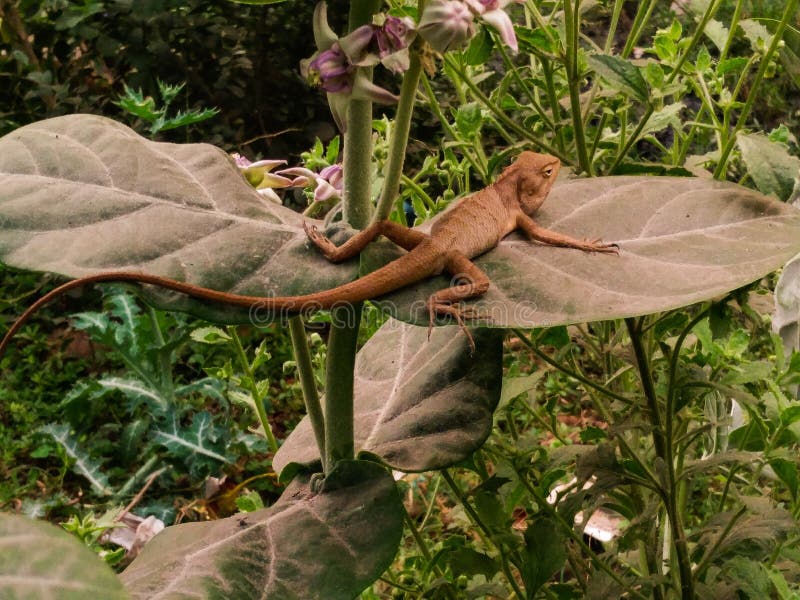 Garden Lizard stock photo. Image of relaxing, garden - 115024002