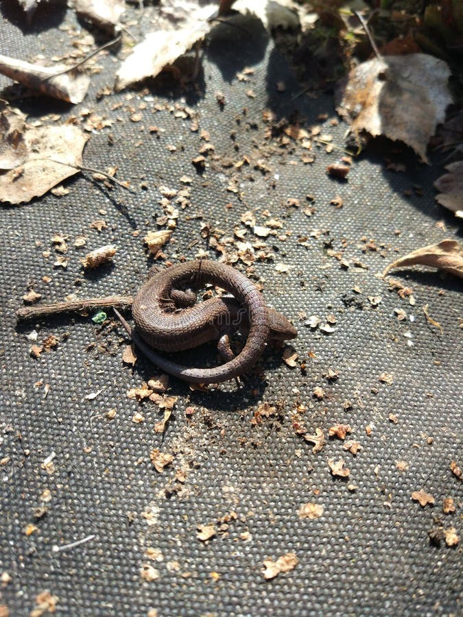 Garden Lizard Relaxing and Warming Up. Camouflage Garden Lizards Stock ...