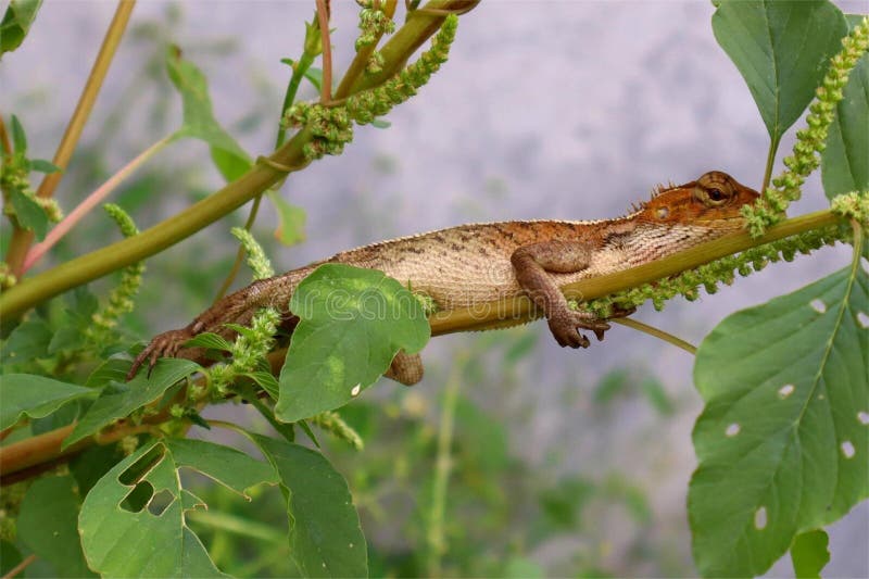 Garden lizard in the wood stock photo. Image of wildlife - 197942368