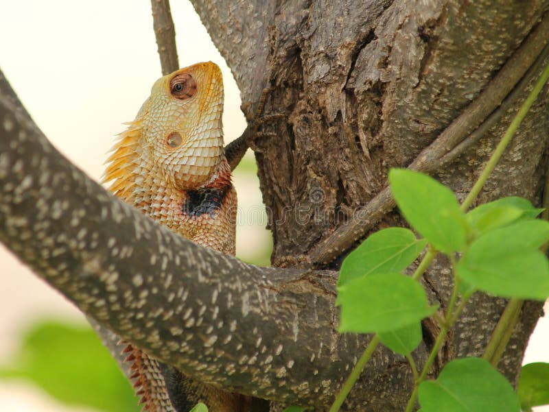 Garden Lizard on a Tree, in the Wild Stock Photo - Image of yellow ...