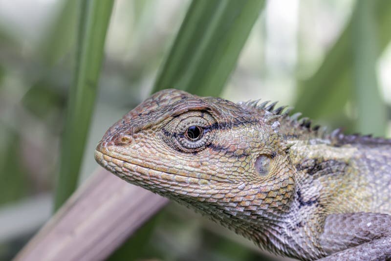 Garden lizards on twigs stock image. Image of animal - 191142947