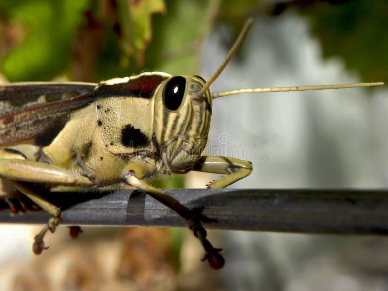 Garden Locust 1 stock image. Image of pests, insects - 39667875