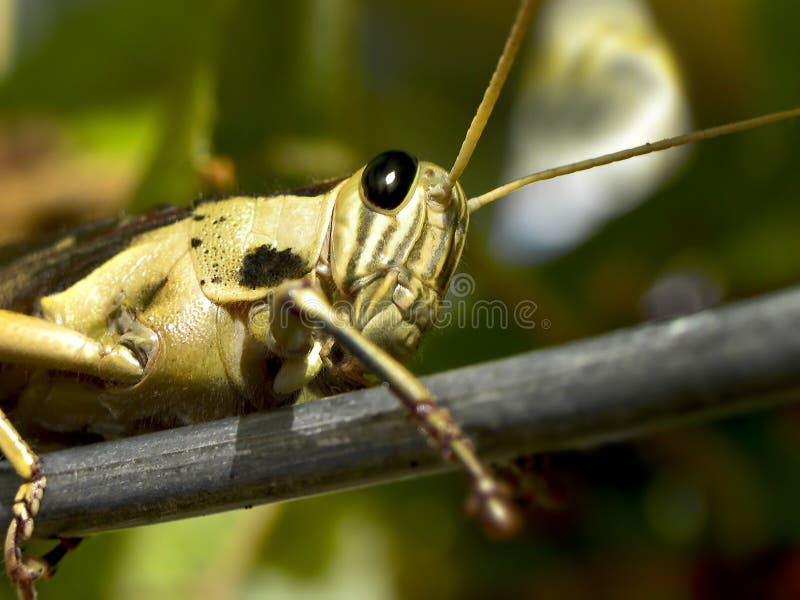 Garden Locust 1 stock image. Image of pests, insects - 39667875