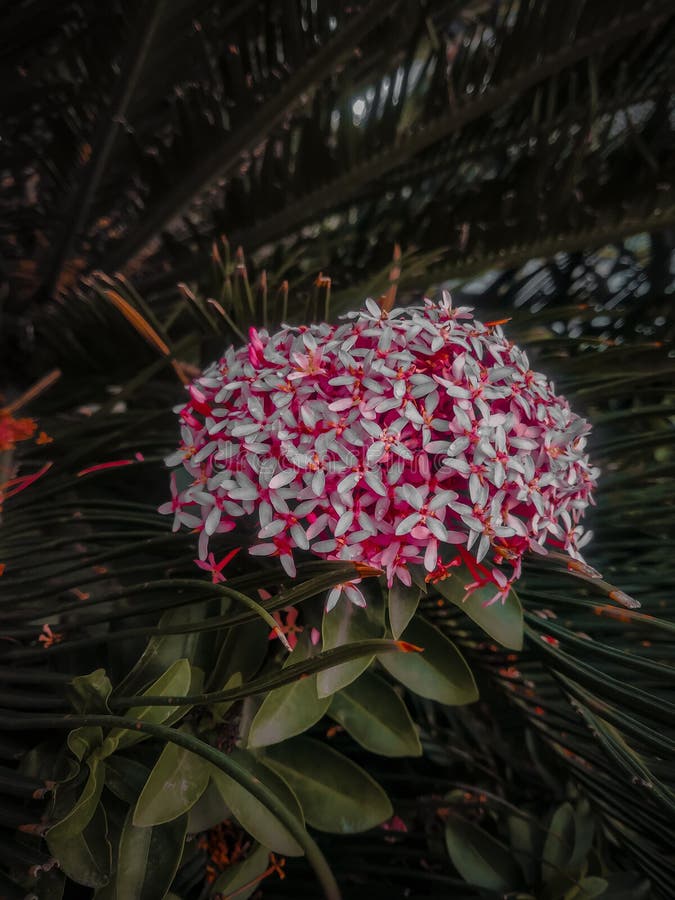 Garden low light image stock image. Image of flower - 213619033