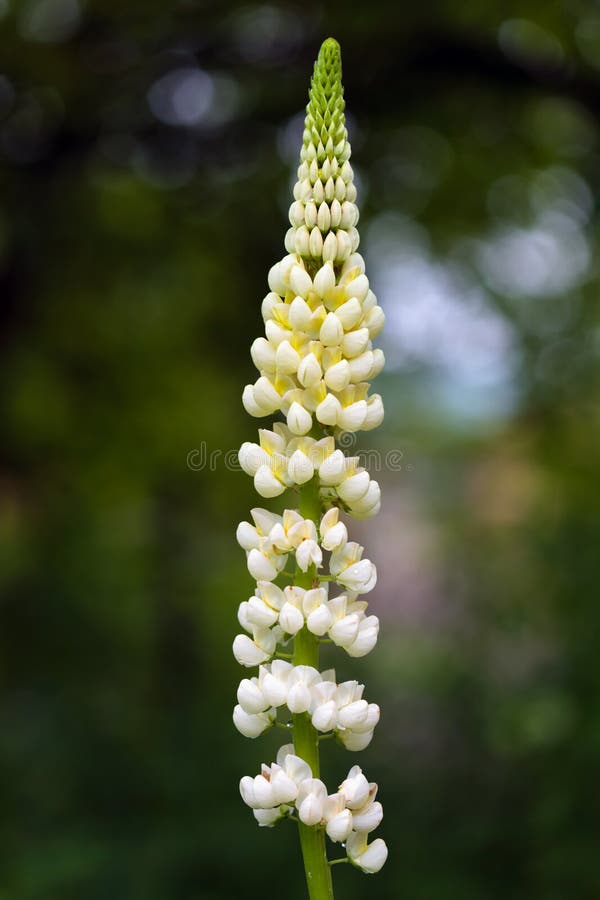Garden Lupin flower stock photo. Image of bunch, lupin - 25226426