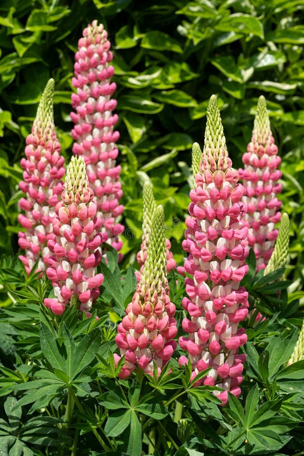 Garden Lupin, Lupinus Polyphyllus Stock Photo - Image of flora, nature ...