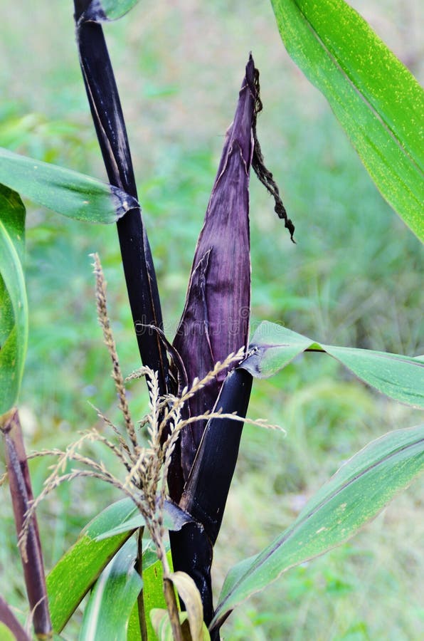 In the Garden, a Macabu Corn (purple Straw) Growing Stock Image - Image ...