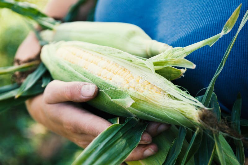 Garden Maize, Farm Agriculture, Organic Corn Stock Photo - Image of ...