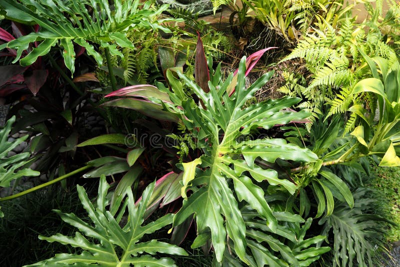 Garden stock photo. Image of spring, landscape, grass - 77111656