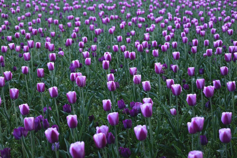 Garden of Many Purple Tulips Stock Image - Image of garden, field ...