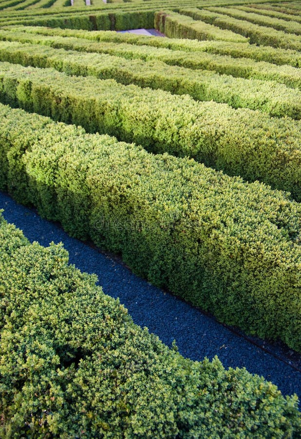 Egeskov castle maze stock image. Image of hedgerows, confusion - 7780723