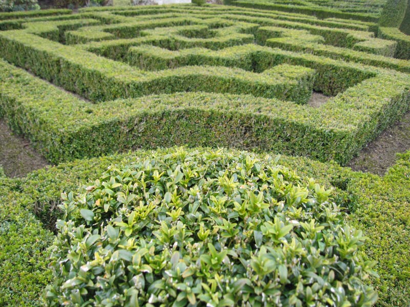 Hedged Maze stock image. Image of puzzle, maze, garden - 113688535