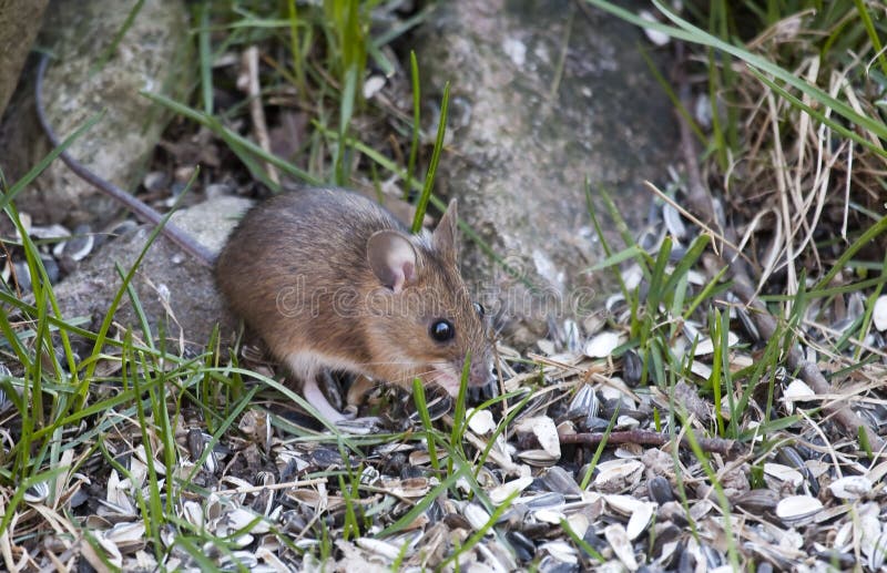 Mouse eating peanuts stock image. Image of cute, animal - 37484459
