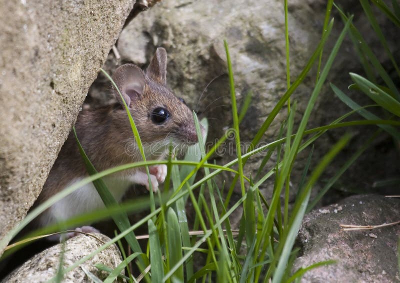 Garden mouse stock image. Image of mouse, hiding, wood - 68419617