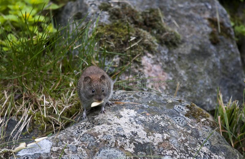 Mouse eating peanuts stock image. Image of cute, animal - 37484459