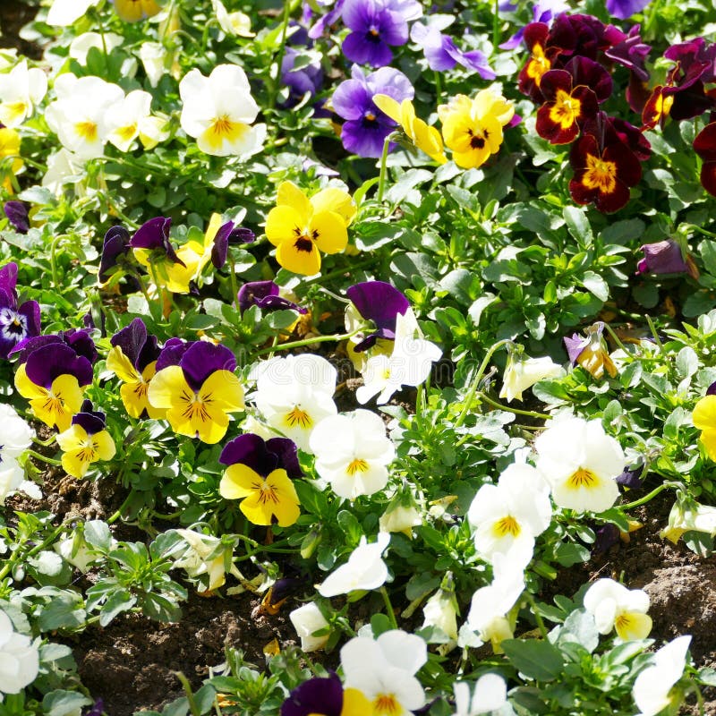 Garden with Multi-colored Flowers Stock Photo - Image of scented ...