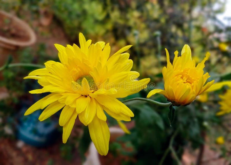 Sebati Indian Flower Stock Photos - Free & Royalty-Free Stock Photos ...