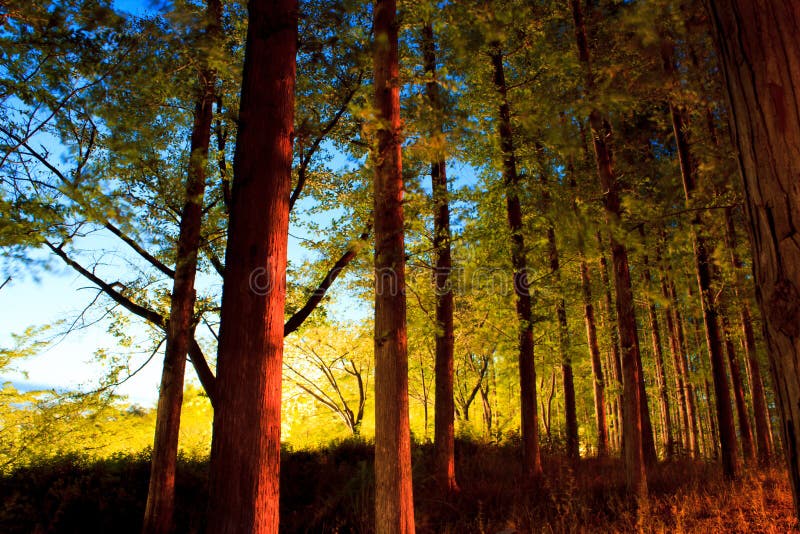 Garden night scenes stock photo. Image of nature, park - 32455460