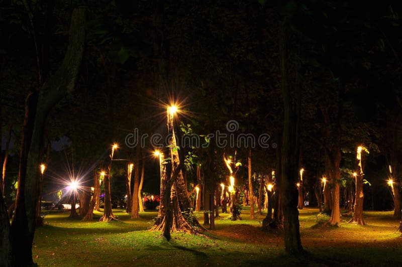 Garden night time stock photo. Image of trees, garden - 15622040