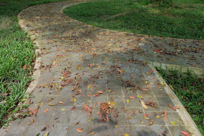 The Garden is Not Maintained with Lots of Leaf Litter Stock Photo ...