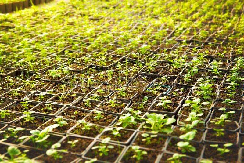 Garden. stock image. Image of garden, leaf, cultivate - 66706887