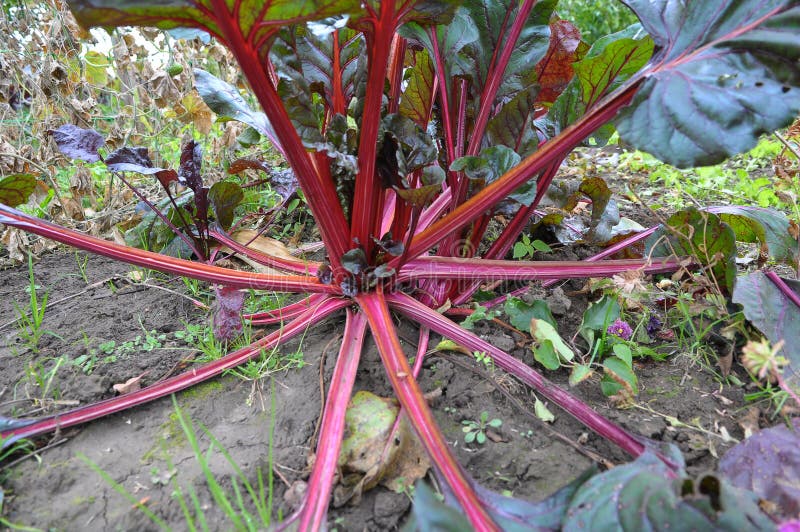 In the Open Ground Grows Beetroot Stock Photo - Image of harvest ...