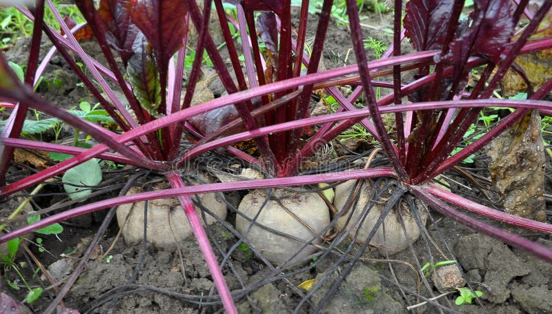 In the Open Ground Grows Beetroot Stock Image - Image of fresh, beets ...