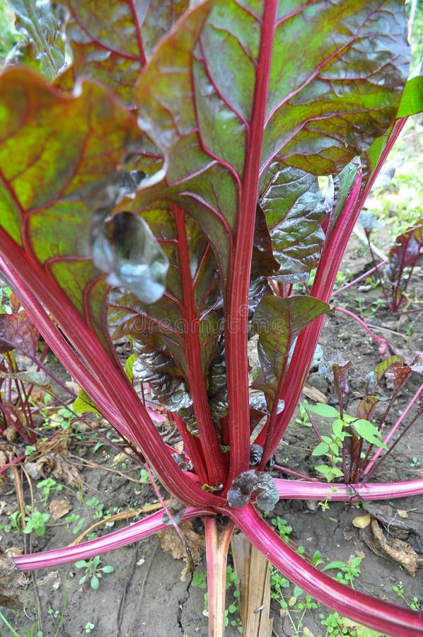 In the Open Ground Grows Beetroot Stock Photo - Image of health, leaf ...